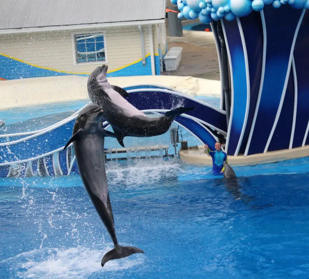8 Amazing Reasons to Visit Sea World Orlando Florida!
