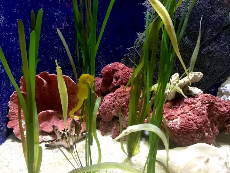 A Guide to The Florida Aquarium - Connecting with the Sea