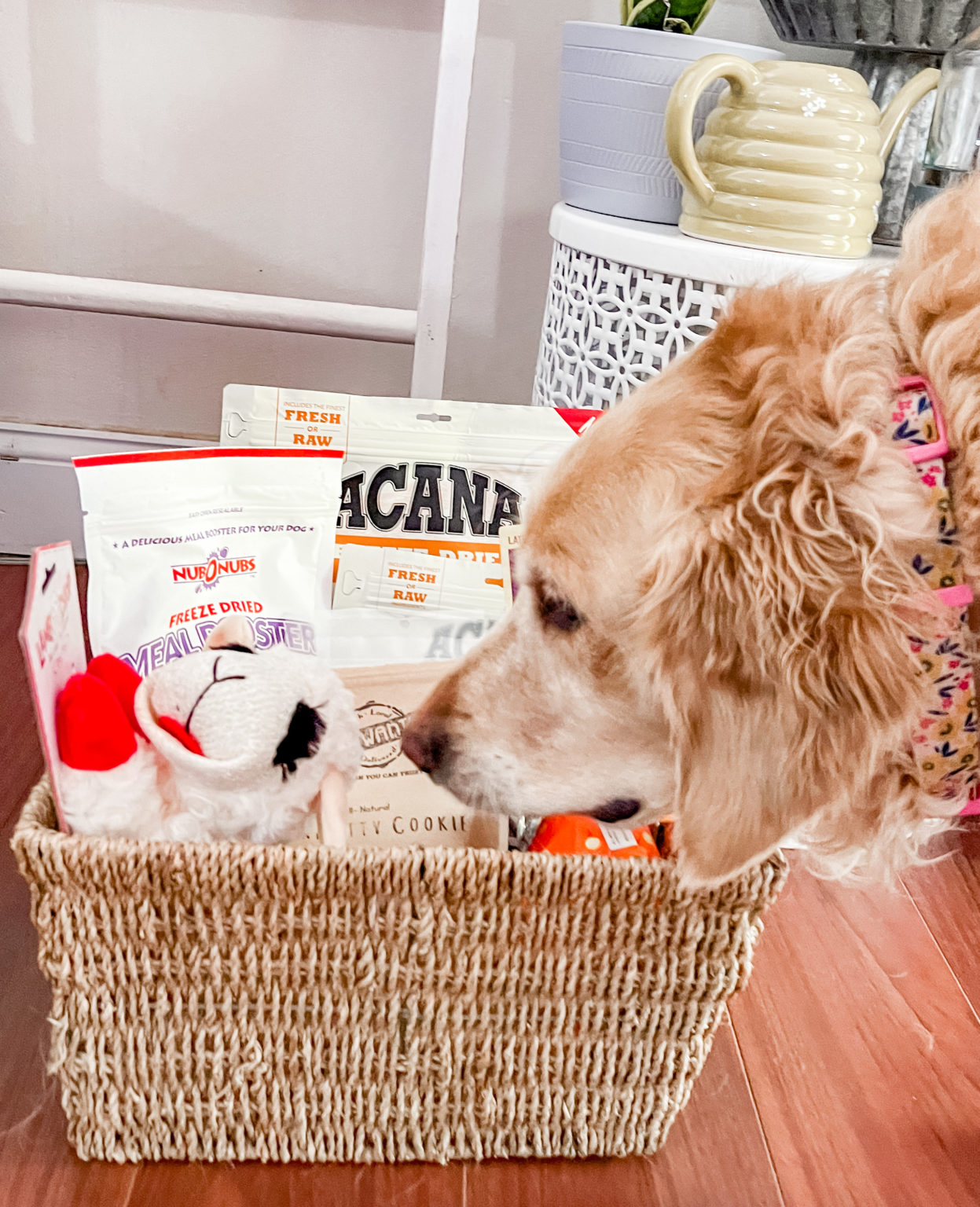 4 Everyday Pup Essentials to Get Your Fur Baby Today - The Mommyhood Life