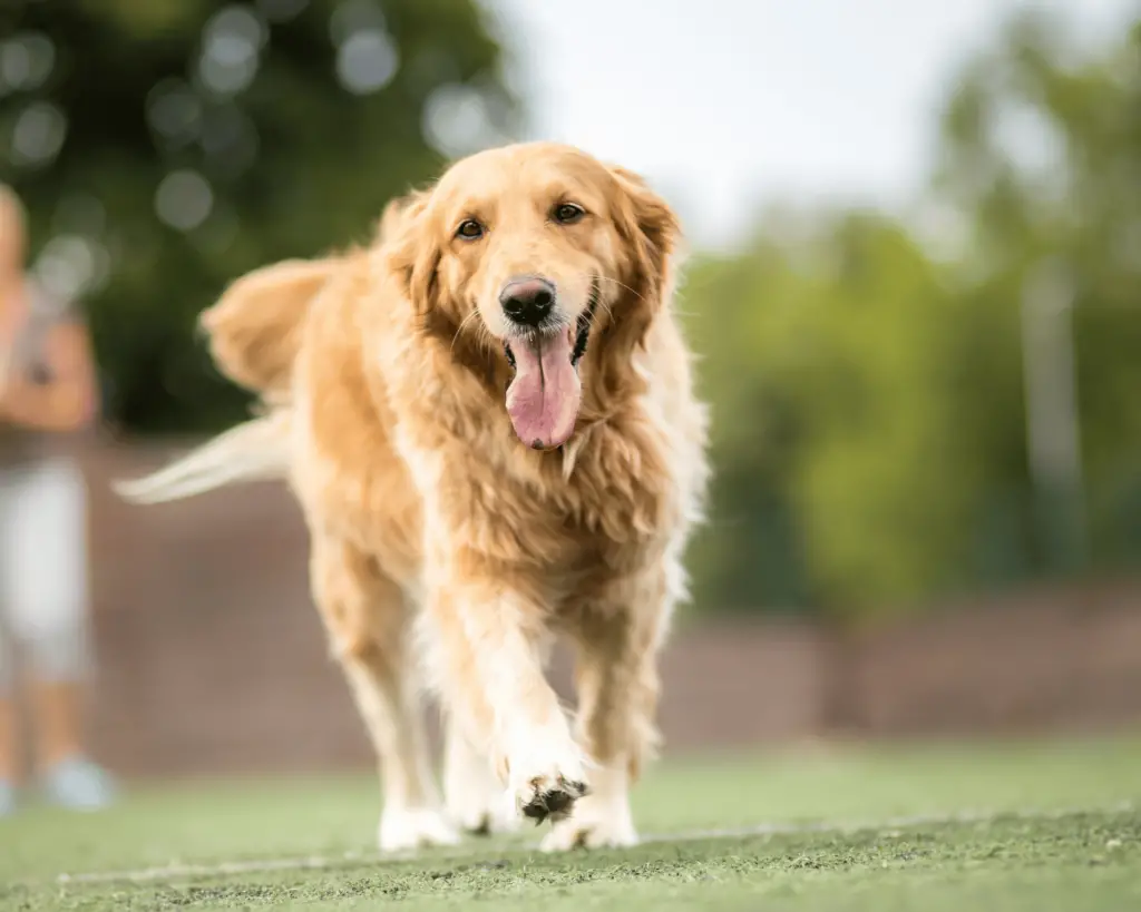 Adapt and Thrive: Helping Your Dog Stay Happy and Comfortable in New ...