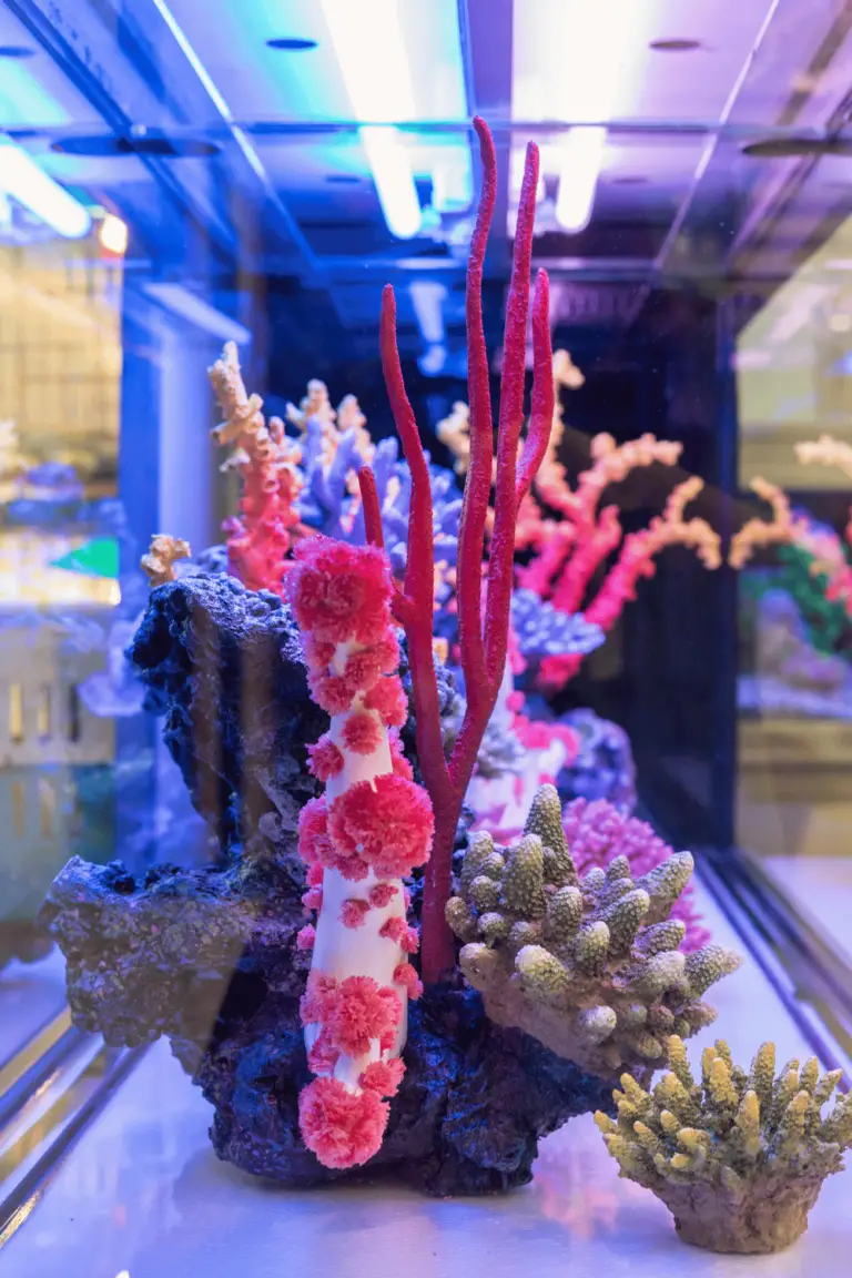 Must-Have Species for a Vibrant and Thriving Home Aquarium - The ...